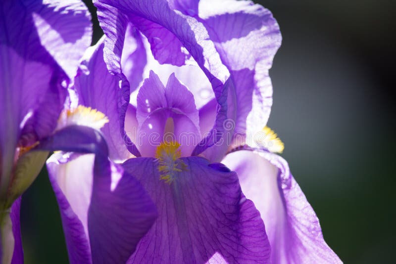 Violet Iris stock photo. Image of beauty, color, dutch - 96212838