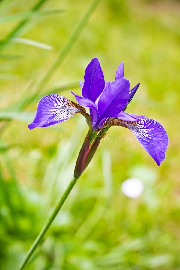 Violet Iris stock image. Image of flower, iris, color - 42568015