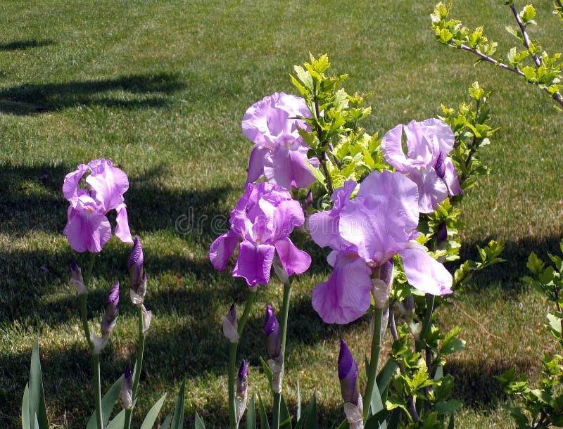 Violet irises stock photo. Image of plant, yard, grass - 280246028