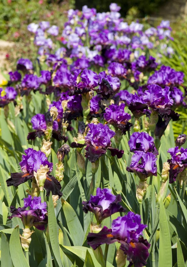 Violet irises stock image. Image of blossom, botanic - 41510953
