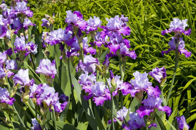 Violet irises stock photo. Image of garden, purple, blossom - 42073426