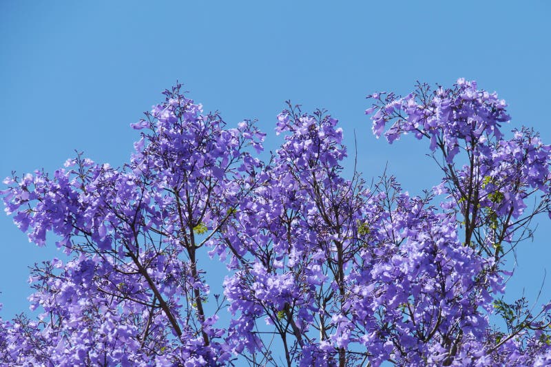 Jacaranda violet tree - kloppharma