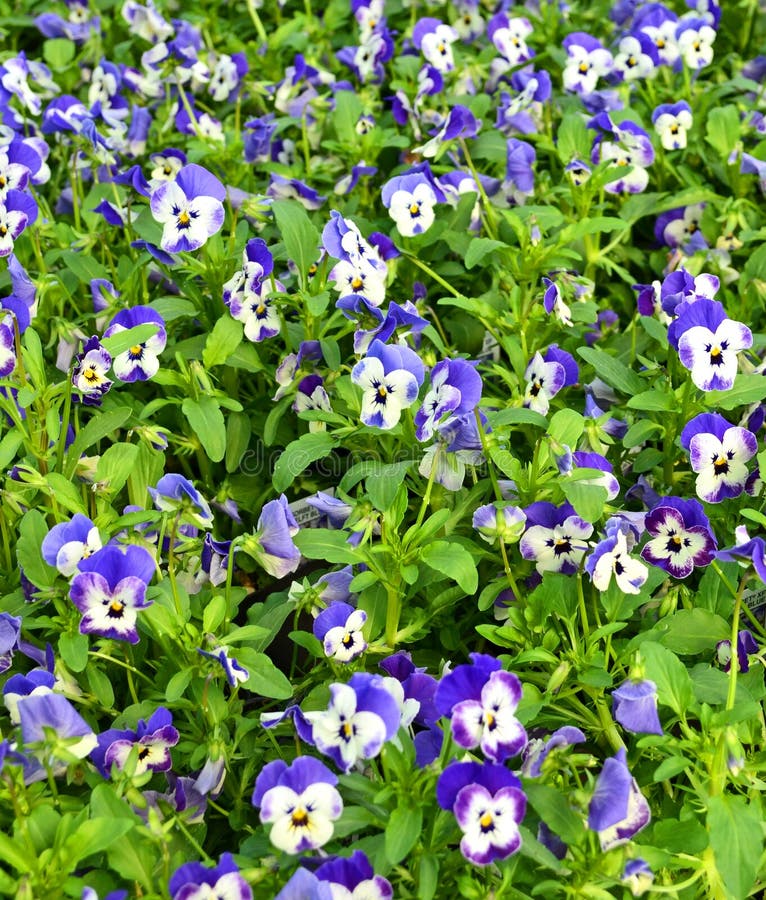 Violet landscape stock photo. Image of soil, organic - 26600204