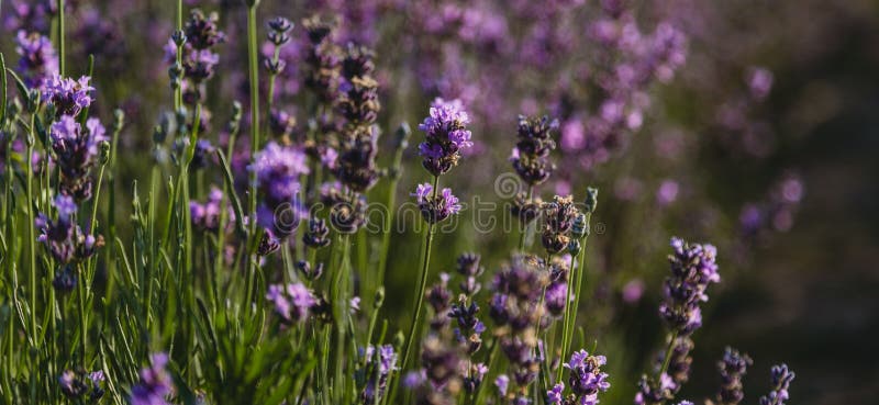 Violet lavender field stock photo. Image of garden, grass - 224333010