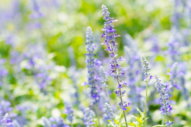 Violet lavender flowers stock image. Image of beauty - 39555507