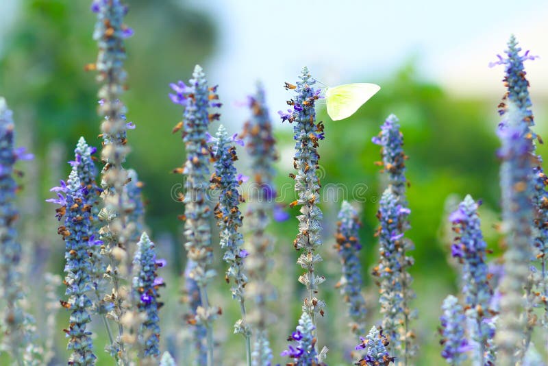 Violet lavender flowers stock image. Image of lavender - 39555651