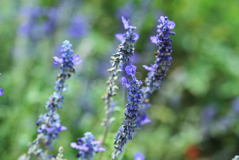 Violet lavender flowers stock image. Image of dazur, lavandin - 39555707