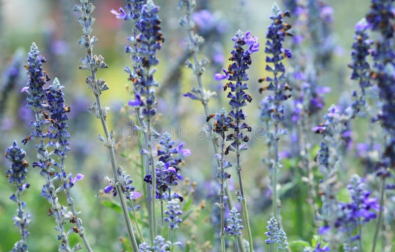 Violet lavender flowers stock photo. Image of people - 39555618