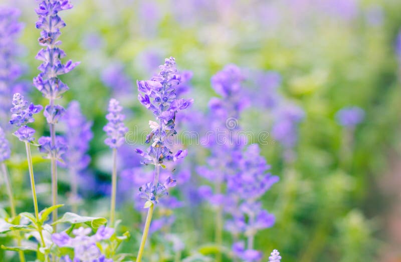 Violet lavender flowers stock image. Image of bathtub - 46804671