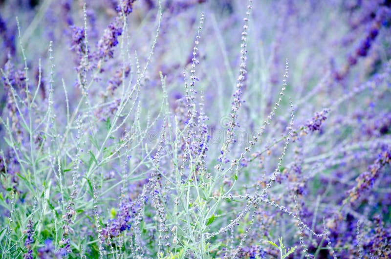 Violet lavender flowers stock image. Image of herb, coloured - 37202791