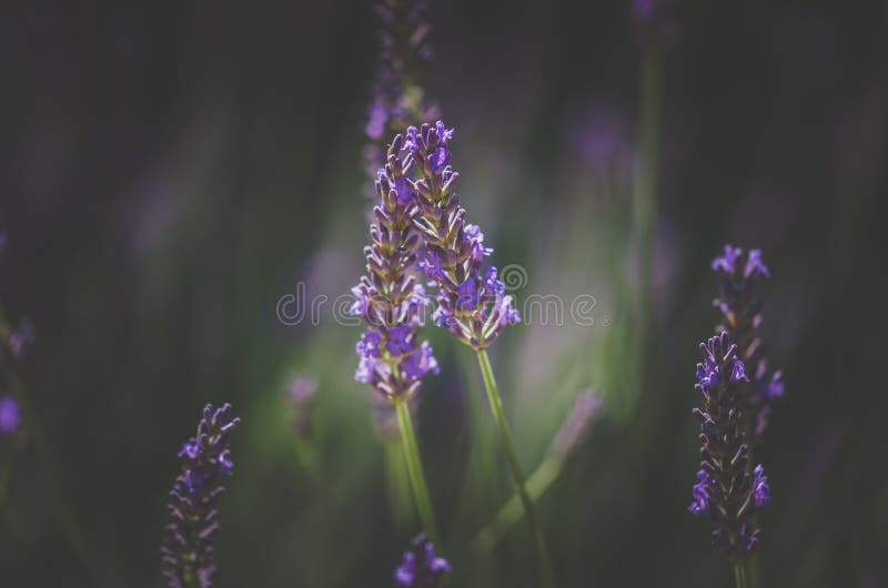 Violet lavender flowers stock photo. Image of violet - 274423798