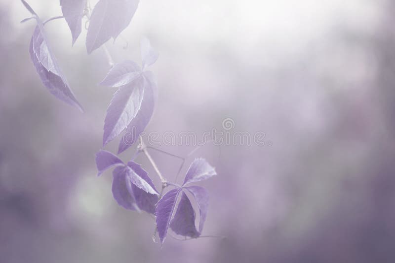 Violet Leaf Branch. Nature Light Background. Soft Focus Stock Photo ...