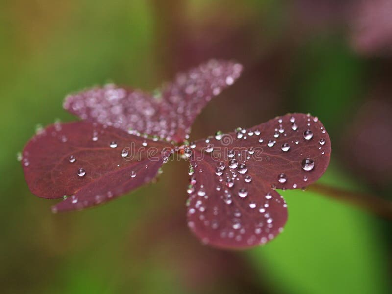 Violet Leaves with Raindrops Stock Photo - Image of damp, nature: 26958414