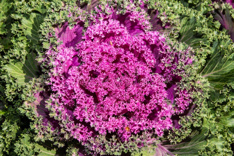 Violet Lettuce stock image. Image of vegetable, natural - 54237123