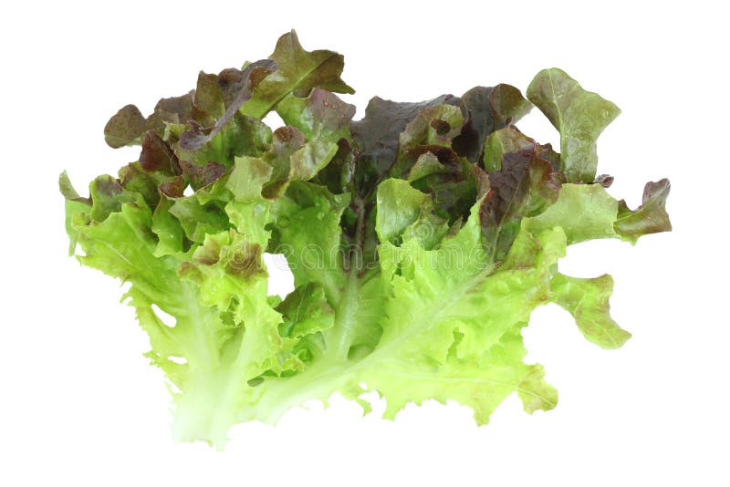 Violet lettuce. stock photo. Image of nature, ingredient - 46076208