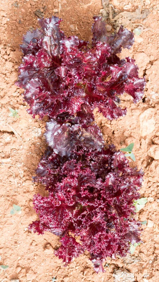 Violet Lettuce for salad stock image. Image of closeup - 53212431