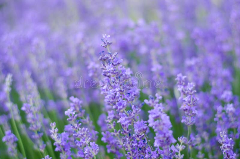Levander stock photo. Image of levandula, violet, smell - 230448340