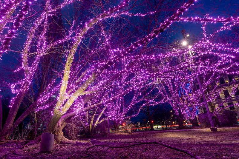 Violet Lights on Trees, Illuminations, Night, Magical Forest Stock ...