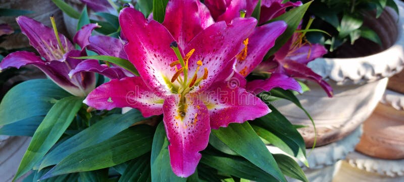Violet Lilium Stargazer Flower in Summer Stock Image - Image of lily ...