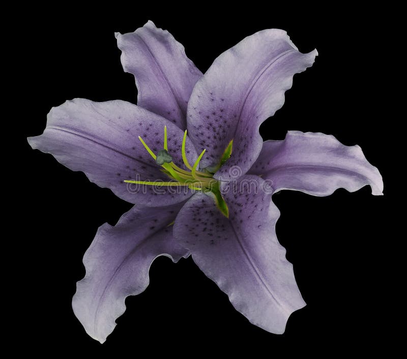 Violet Lily Flower On The Black Isolated Background With Clipping Path ...
