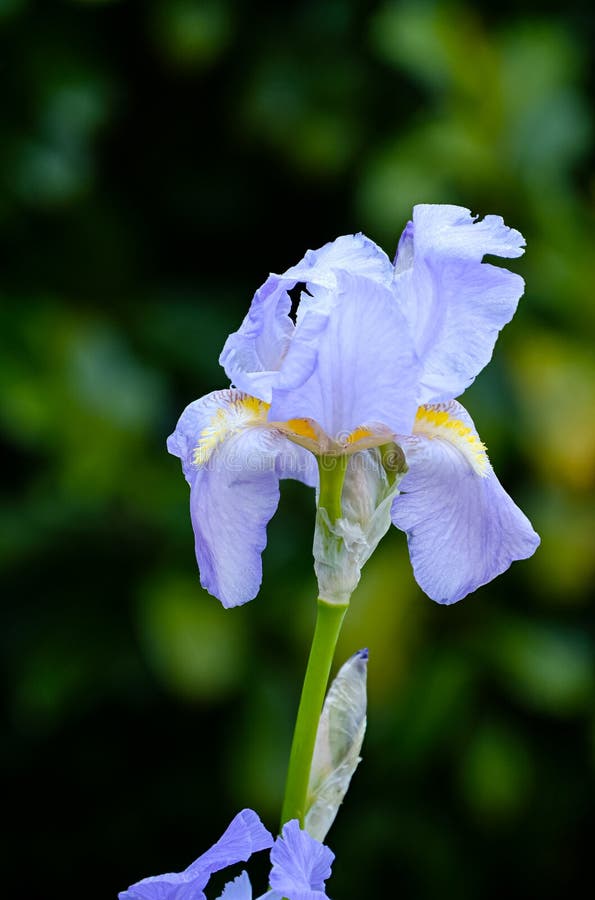Violet Lily Flower Close-up Stock Photo - Image of vertical, flower ...