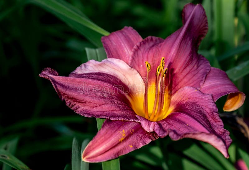 Violet Lily Flowers, Close Up. Flower Spring Background. Stock Photo ...