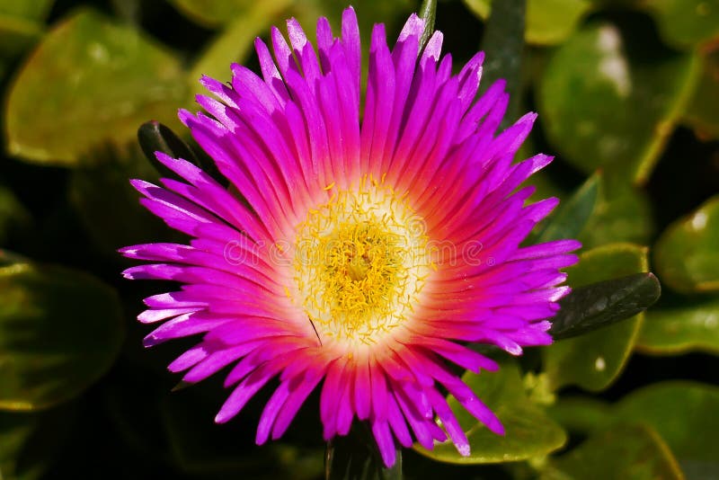 Violet Lily. stock image. Image of garden, floral, green - 31301797