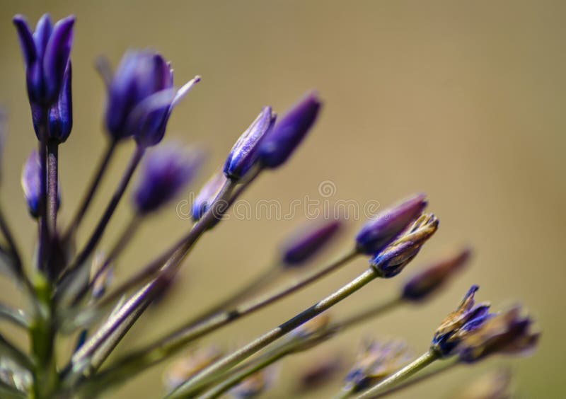 Violet little flower stock image. Image of lavender, agriculture - 45579329