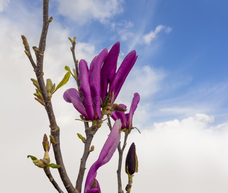 Violet Magnolia blossoms stock photo. Image of petal - 248641204