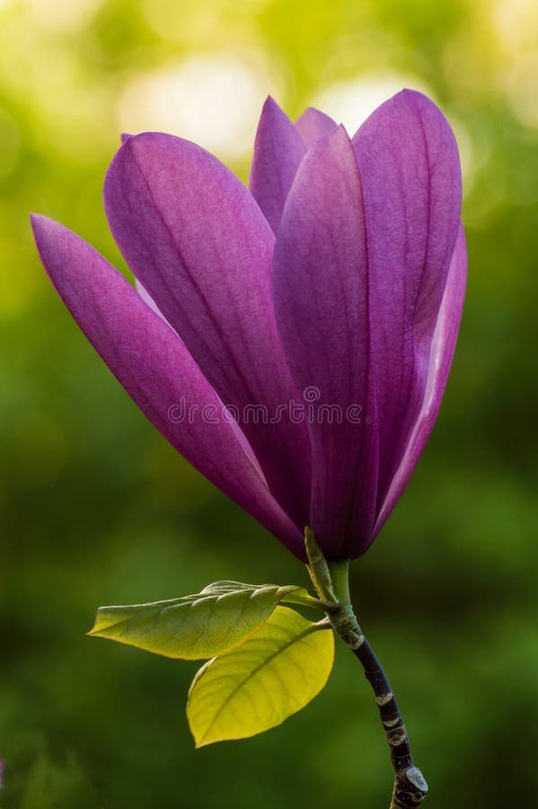 Violet magnolia stock image. Image of tree, botany, color - 52429047
