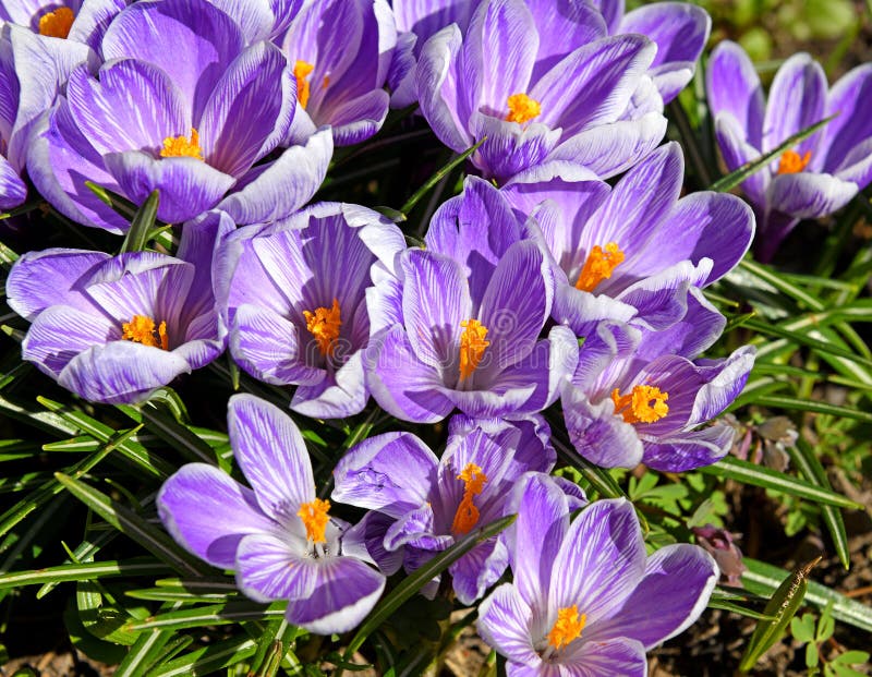 Violet Mauve, Striped Crocus Vernus Pickwick in Spring Stock Photo ...