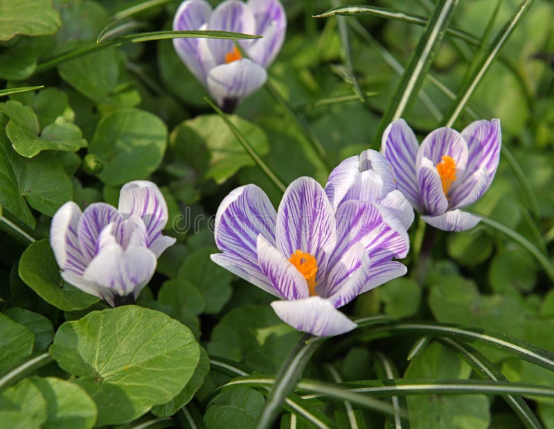 Violet Mauve, Striped Crocus Vernus (spring Crocus, Giant Crocus) in ...