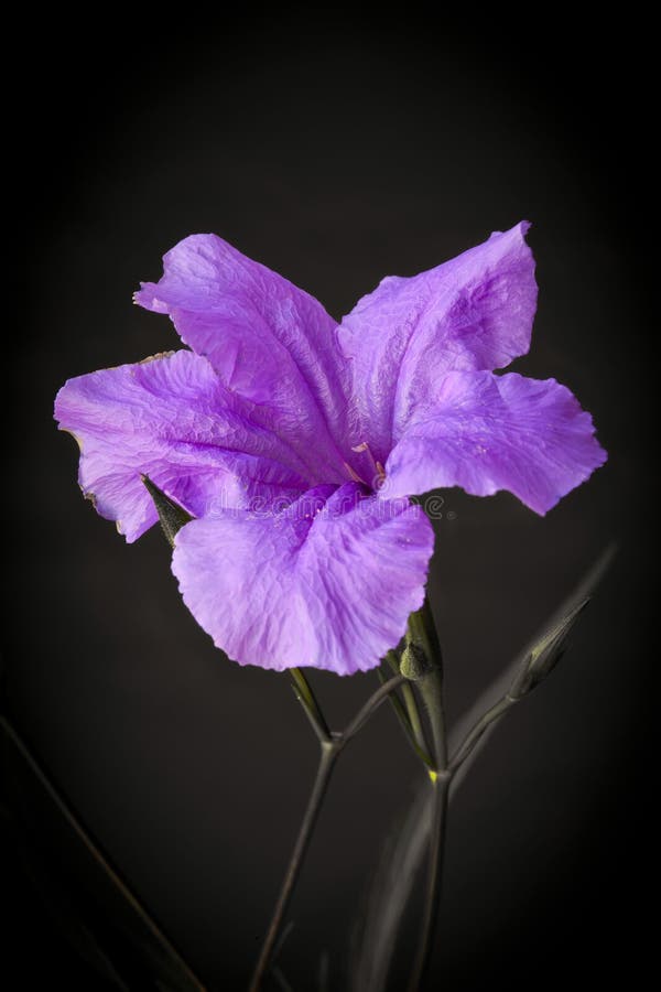 Violet Mexican Petunia with Black Background Stock Image - Image of ...