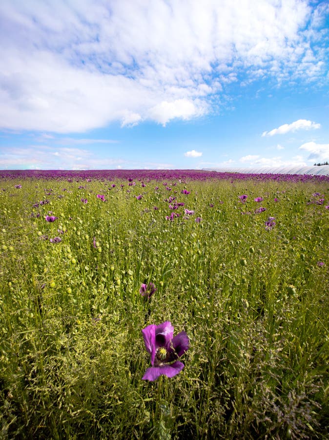 Violet moon flower field stock image. Image of prairie - 252145049