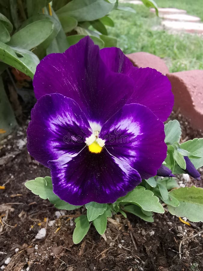 Violet Morning glory stock photo. Image of glory, plant - 212650758