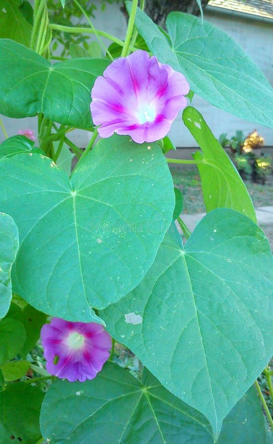 Violet Morning Glory Flowers with Green Leaves Stock Image - Image of ...