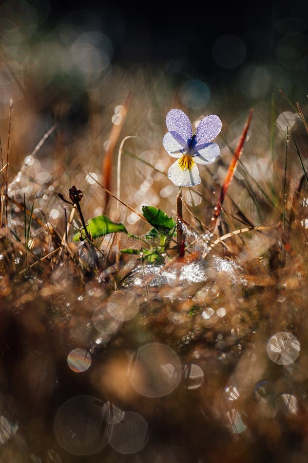 Violet in the morning sun stock photo. Image of garden - 138525450