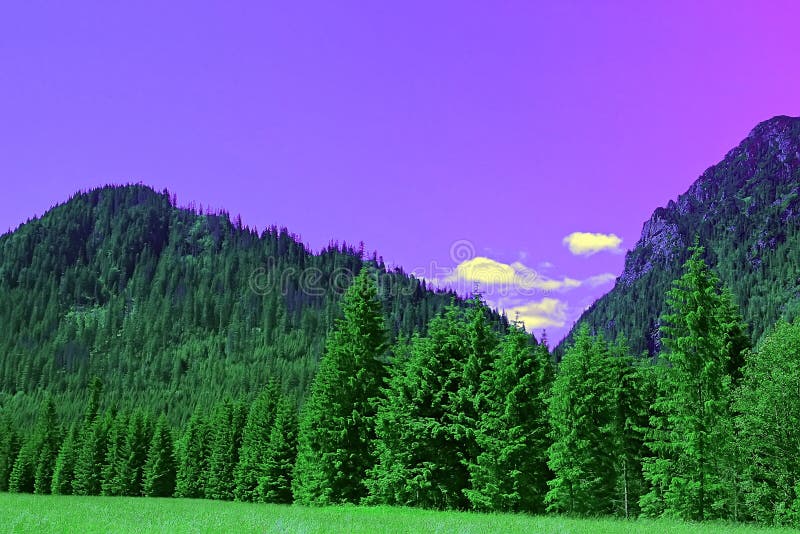Violet mountain forest stock image. Image of tatras, poland - 5577495