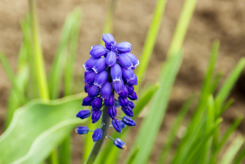 Violet Muscari Flower on the Background of Grass in Spring Stock Image ...
