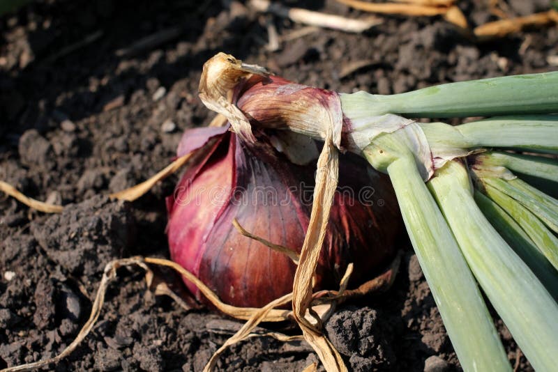 Violet onion stock photo. Image of onions, fresh, vegetables - 37651788