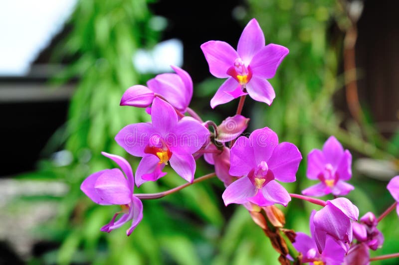 Violet orchid stock image. Image of tropical, flora, strap - 25391369