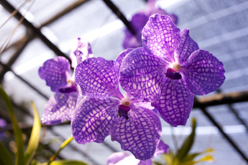 Violet orchid stock photo. Image of garden, leaf, fresh - 29256362