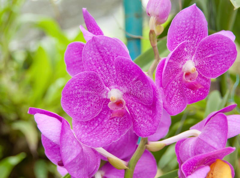 Violet orchid flowers stock photo. Image of decorative - 33207808