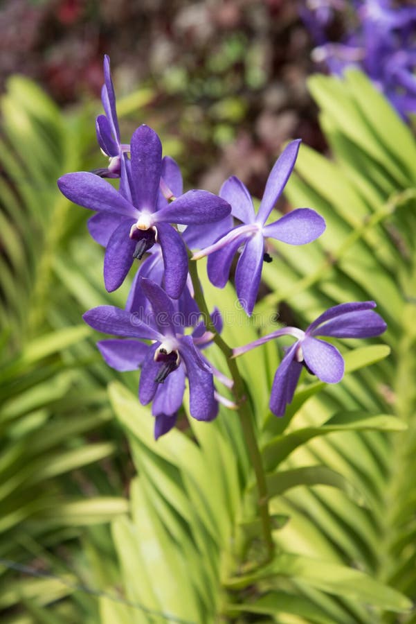 Violet Orchid stock image. Image of natural, flowers - 85988115