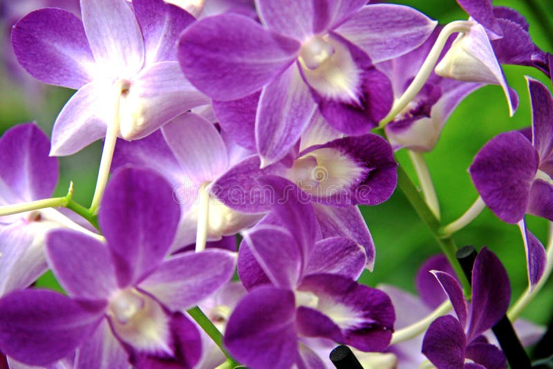 Violet Orchids stock photo. Image of violaceous, flowering - 84016442
