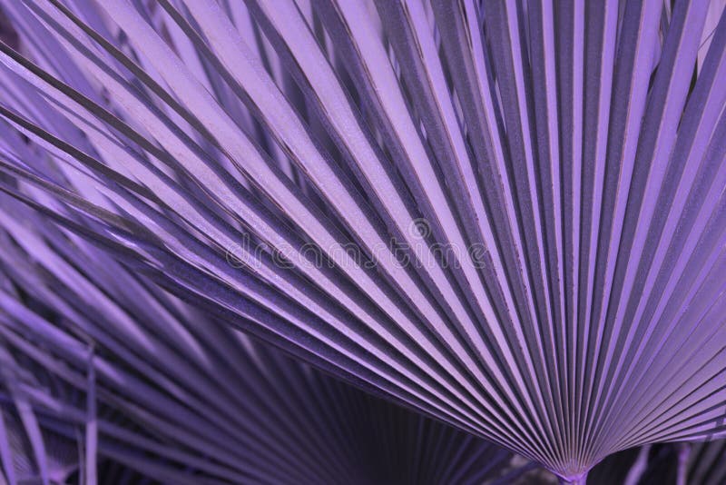 Violet Palm Tree Leaf with Sunlight Reflection. Abstraction Background ...