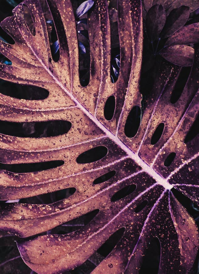 Violet palm tree leaf. stock image. Image of palm, tropical - 140437489