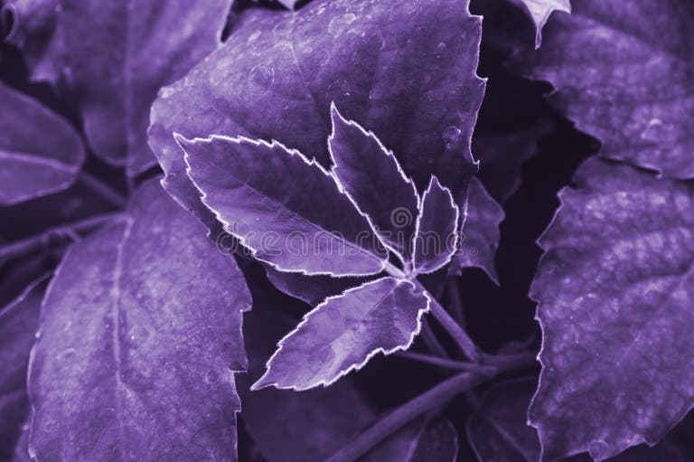 Violet palm tree leaf. stock image. Image of flower - 140437607