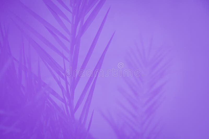 Violet Palm Tree Leaves on the Light Violet Background Stock ...