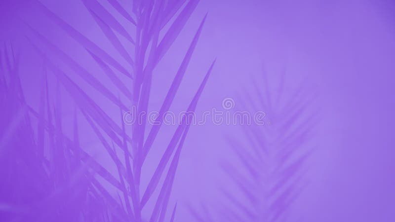 Violet Palm Tree Leaves on the Light Violet 16 on 9 Background Stock ...